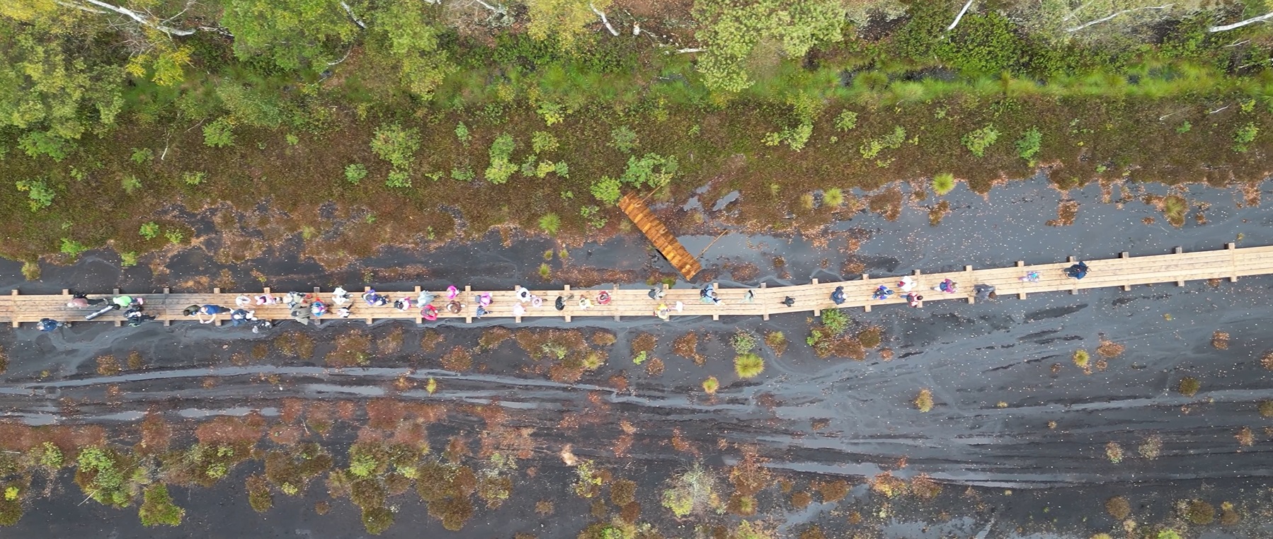 Medema purvs un mežs | Mārupe